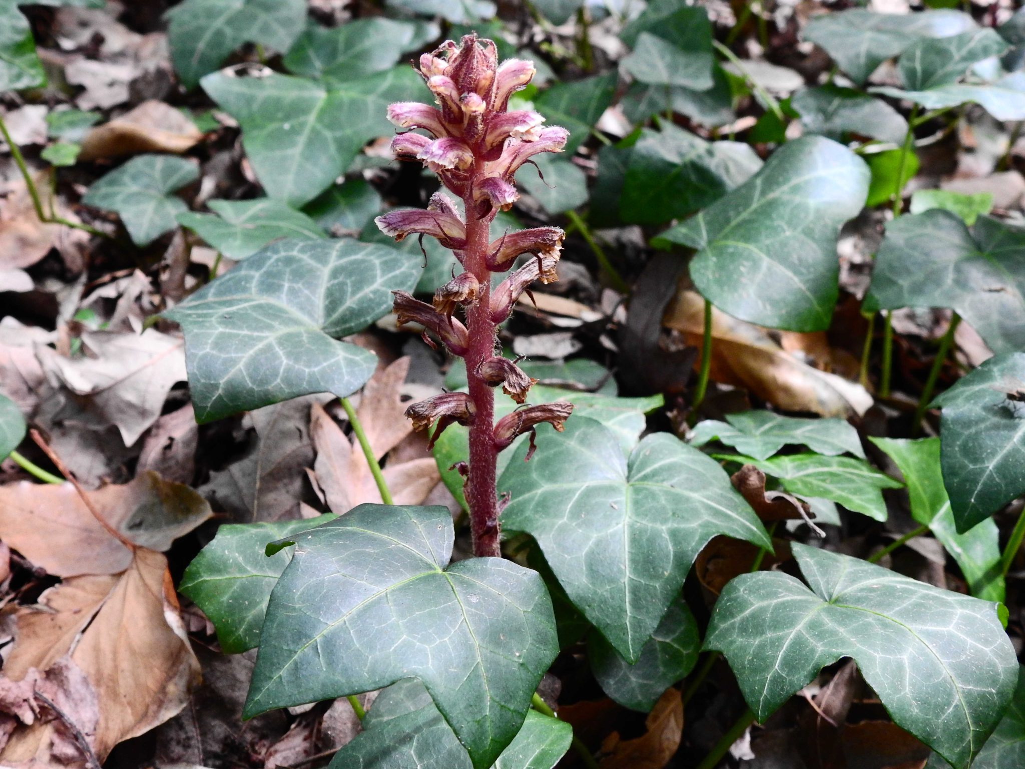 Orobanche du lierre – La nature à votre porte