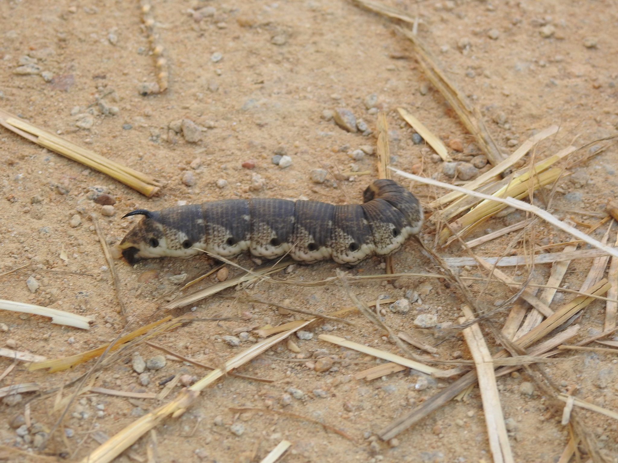 Rencontre étonnante avec une chenille de sphinx du liseron – La nature ...