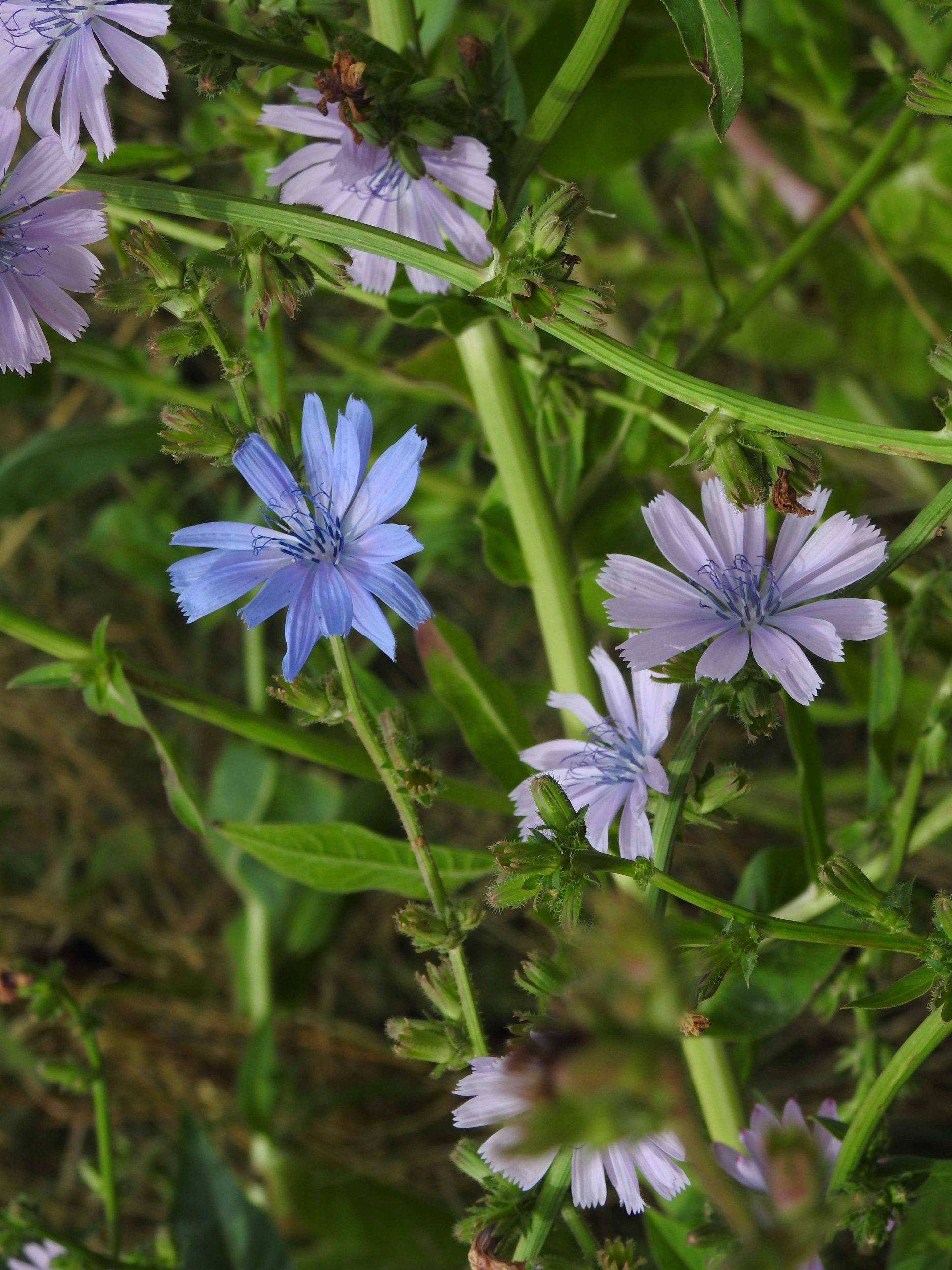 Délicates couleurs de chicorées sauvages – La nature à votre porte